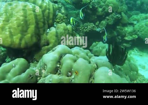 Underwater Swimming Near Coral Garden With Tropical Fish In Kri Island ...