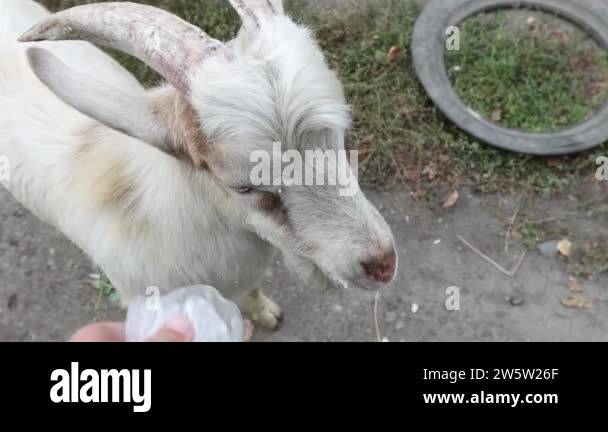 Male goat eating bread Stock Videos & Footage - HD and 4K Video Clips ...
