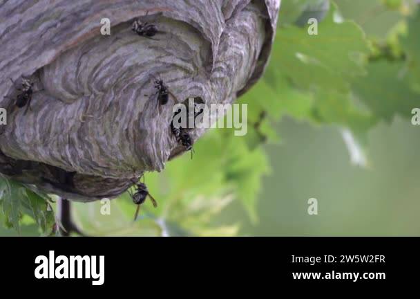 Paper wasp nest in tree Stock Videos & Footage - HD and 4K Video Clips ...