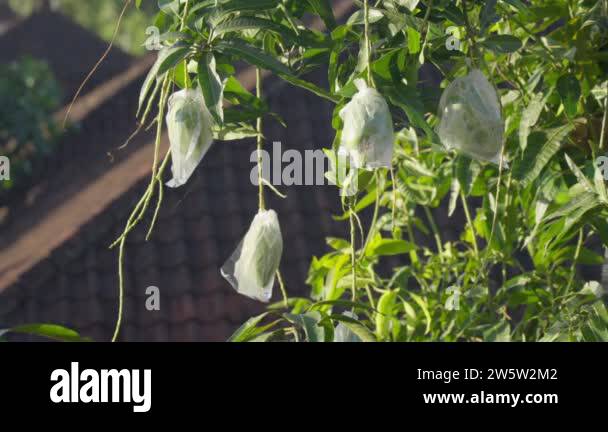 Mango tree with green mangoes wrapped in plastic bags for accelerated ...