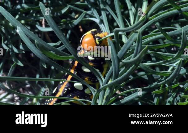 European hawk moth Stock Videos & Footage - HD and 4K Video Clips - Alamy