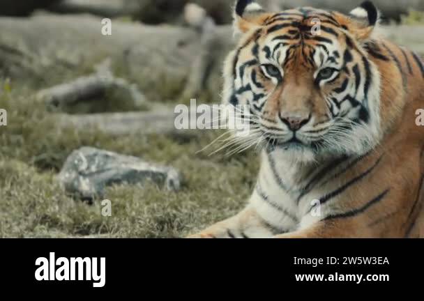 Tiger up close in natural Stock Videos & Footage - HD and 4K Video ...