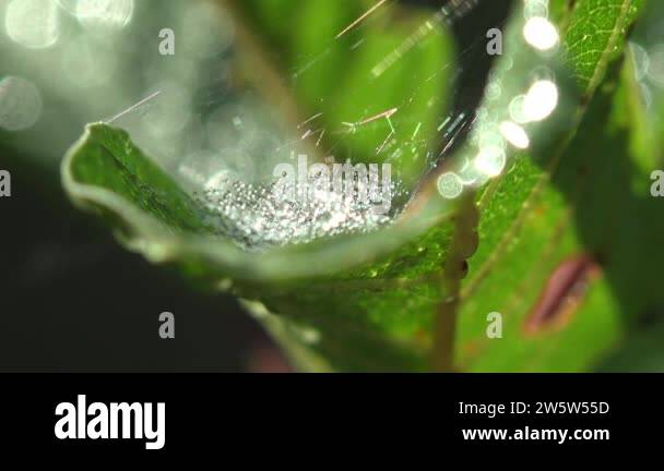 Bend trap Stock Videos & Footage - HD and 4K Video Clips - Alamy