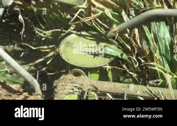 Atypical rice combine harvester cutting rice spikes on green field in ...