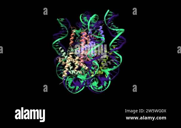 Human nucleosome with CpG unmethylated and methylated (red) DNA showed ...