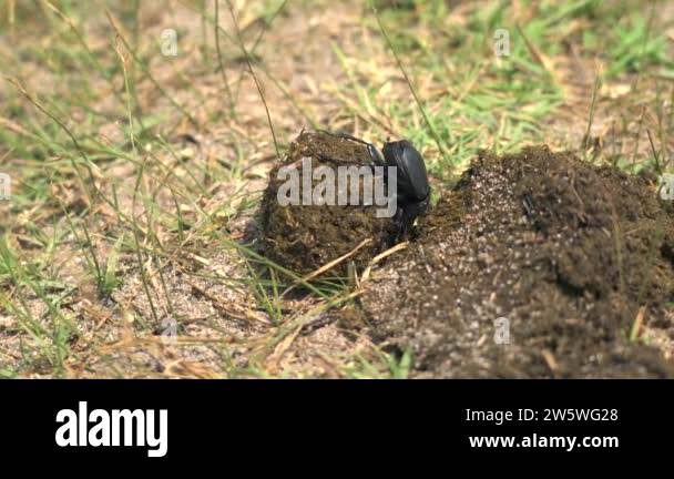 Dung beetle rolling feces Stock Videos & Footage - HD and 4K Video ...