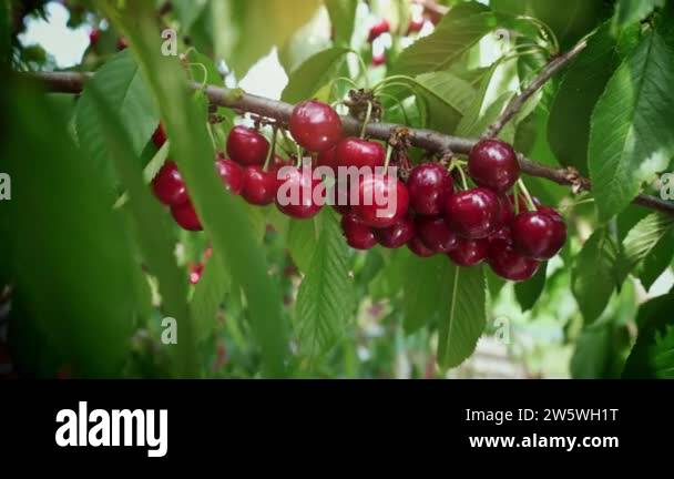Picking cherries. Young woman collects a sweet cherry on a hot day ...