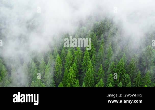 Coniferous wet Dense Forest from a aerial birds eye view. Sunny magical ...