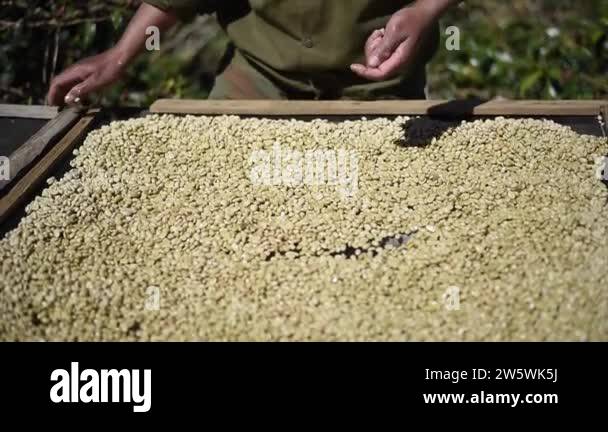 drying and selecting coffee beans. Dry organic green bean selecting in ...