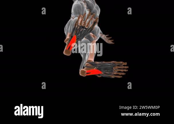 Flexor tendon Stock Videos & Footage - HD and 4K Video Clips - Alamy