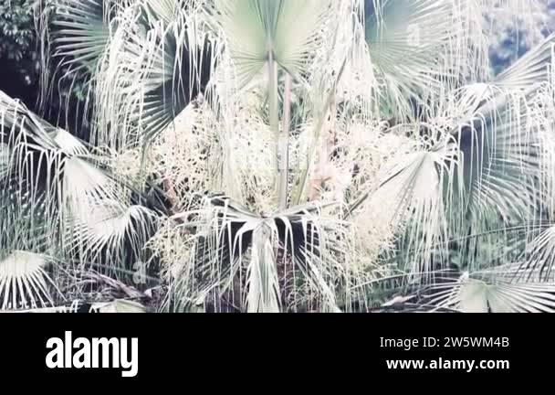 Palm tree trachycarpus sp Stock Videos & Footage - HD and 4K Video ...
