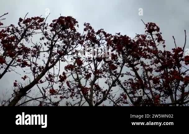 viburnum bush in winter without leaves against the background of sky ...