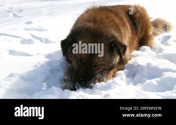 Hungry beautiful homeless big ginger dog with a sterilization tag on ...