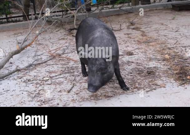 Black pig with horns in the meadow at the farm. Raising cattle on a ...