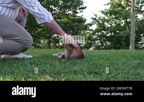 Man in cat themed Stock Videos & Footage - HD and 4K Video Clips - Alamy