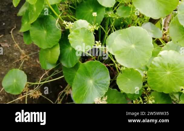 Asian coin plant in the jungle, medicinal tree, homeopathy, herbal ...