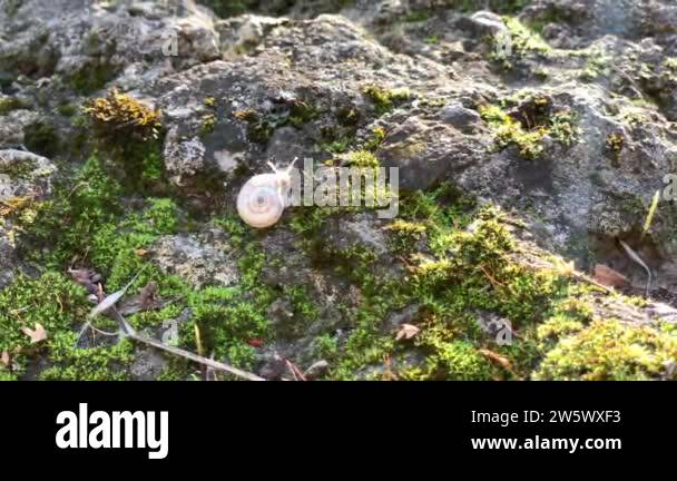 Green slime plant life on rock Stock Videos & Footage - HD and 4K Video ...