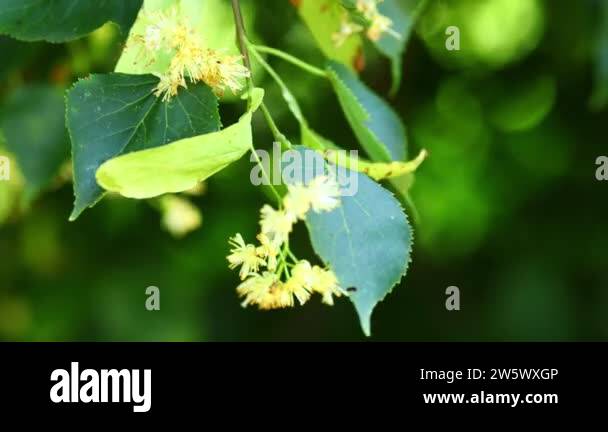 Linden flower Stock Videos & Footage - HD and 4K Video Clips - Alamy