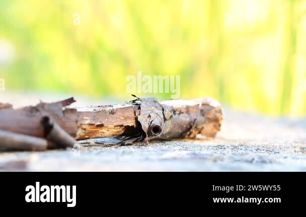 Dry stick Stock Videos & Footage - HD and 4K Video Clips - Alamy