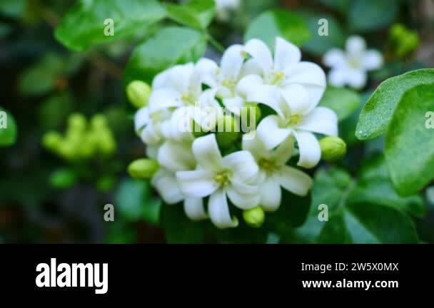 Murraya paniculata or name Orang Jessamine, China Box Tree, Andaman ...