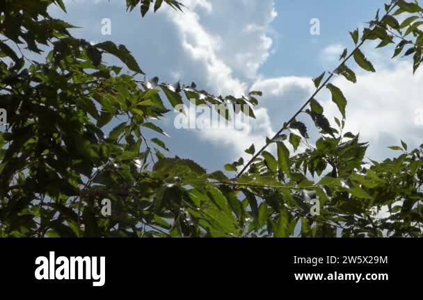 Far to close Stock Videos & Footage - HD and 4K Video Clips - Alamy