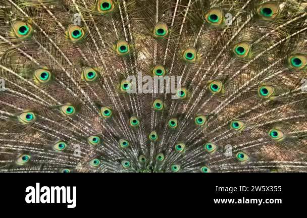 Male peafowl tail, which has very long feathers that have eye-like ...