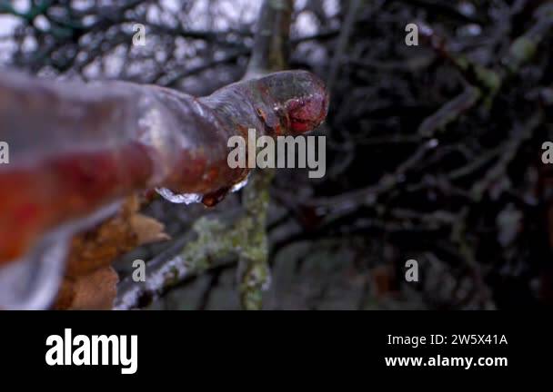 Berry colour Stock Videos & Footage - HD and 4K Video Clips - Alamy