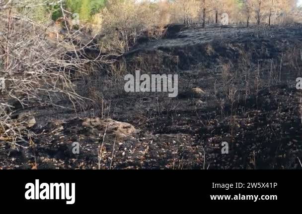 Burnt bushes and scorched earth after forest fire. Ecological disaster ...