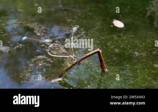 Mating of Two Common Dragonflies in a Swamp on a Reed in the Summer ...