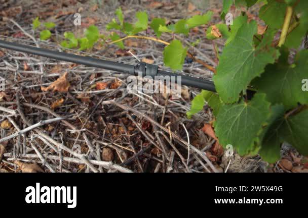 Irrigation drip system africa Stock Videos & Footage - HD and 4K Video ...