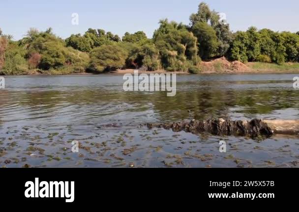 Underwater landscape with reeds Stock Videos & Footage - HD and 4K ...