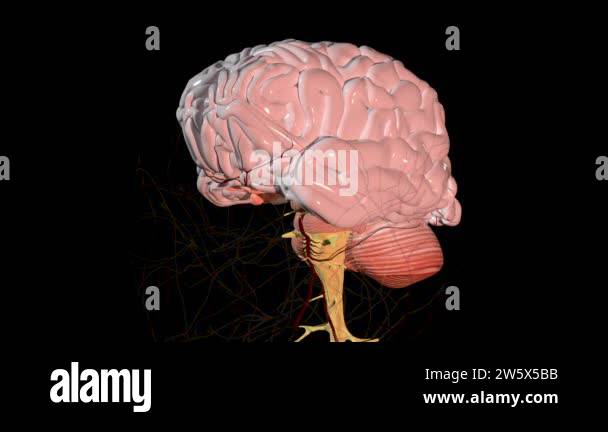 This medical animation shows an overview of the human brain and of all ...