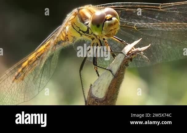 Close up flying insects Stock Videos & Footage - HD and 4K Video Clips ...