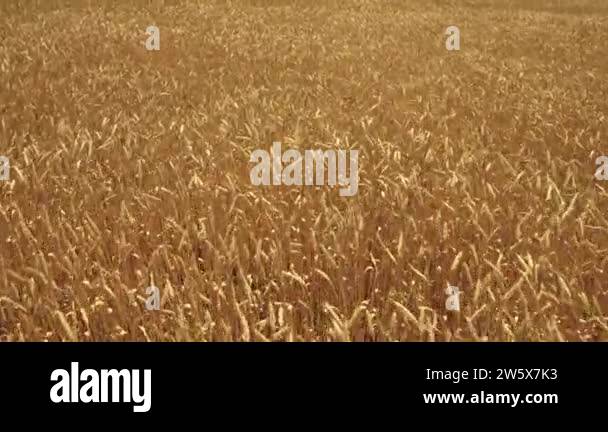 agriculture, wheat field in rural farmers land, business technology for ...