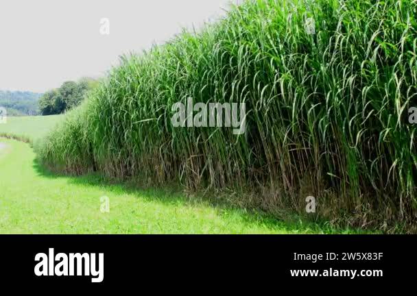 Big grass plants Stock Videos & Footage - HD and 4K Video Clips - Alamy