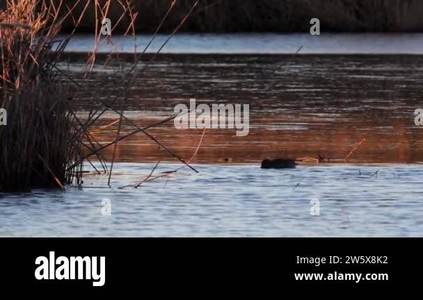 ducks in winter, Teal, Anas crecca, duck, wild duck,Ticino River ...
