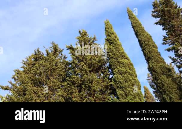 Tuscan landscape with cypress trees Stock Videos & Footage - HD and 4K ...