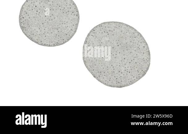 mitosis of eggs of a roundworm - cross section under microscope Stock ...