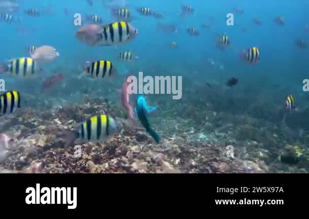 Underwater View Of Colorful Tropical Fish In Kri Island, Raja Ampat ...