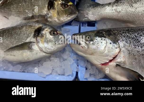 Display of sea bream Stock Videos & Footage - HD and 4K Video Clips - Alamy