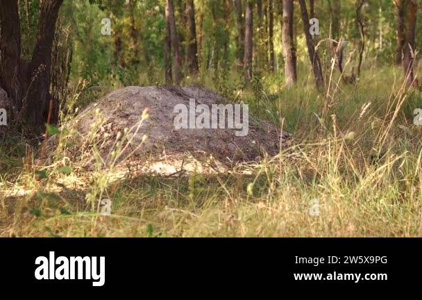 Buggy jumping Stock Videos & Footage - HD and 4K Video Clips - Alamy