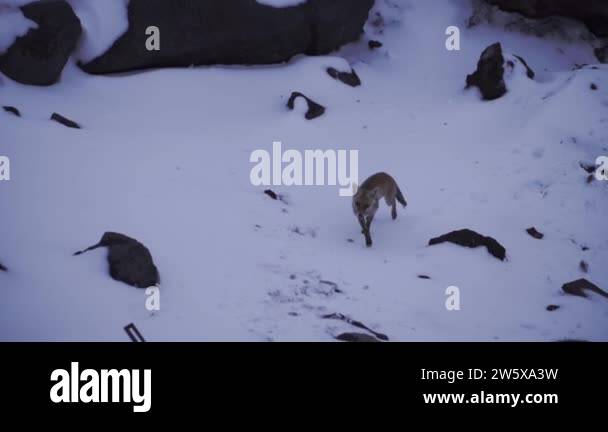 Animal on a slope Stock Videos & Footage - HD and 4K Video Clips - Alamy