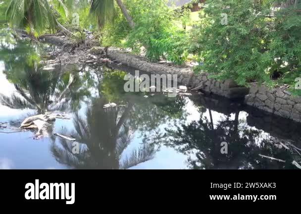 Rubbish in dark polluted river. Reflection palm tree in black water ...