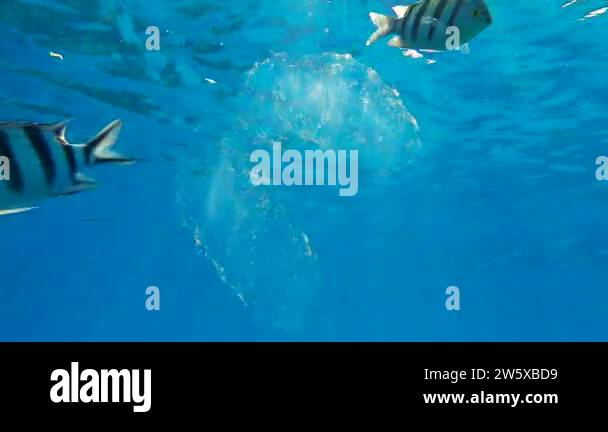 Colonial Pyrosoma Tunicates free-floating with school of fish on blue ...