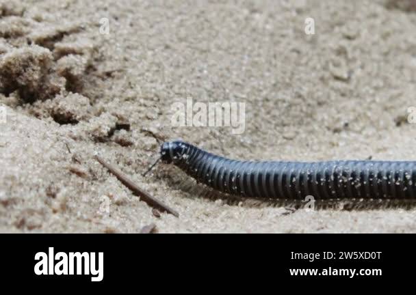 Electric centipede Stock Videos & Footage - HD and 4K Video Clips - Alamy