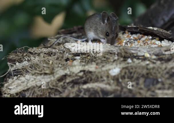 A cute wild baby Wood Mouse, Apodemus sylvaticus, eating seeds sitting ...