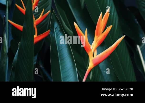 Heliconia psittacorum or Heliconia Golden Torch or False Bird of ...