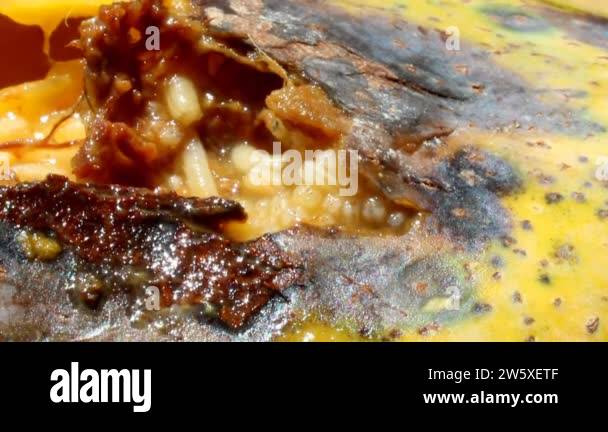 Maggots fruit Stock Videos & Footage - HD and 4K Video Clips - Alamy