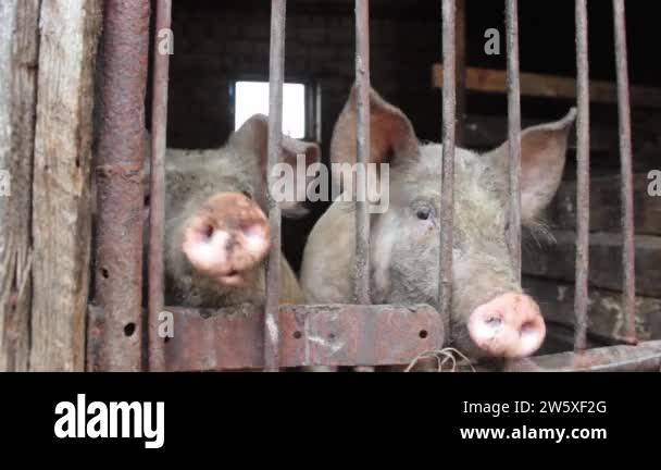 two little pigs in the barn stick their noses out through the grate ...