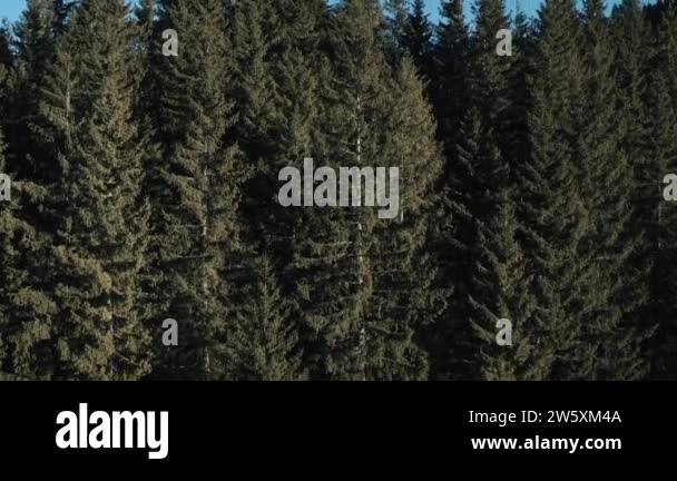 Highland pine trees Stock Videos & Footage - HD and 4K Video Clips - Alamy